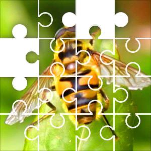 Insect Puzzle casse-tête - JigZone.com