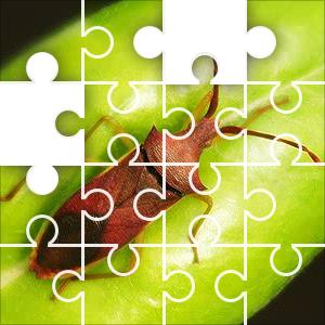 Leaf Bug Puzzle casse-tête - JigZone.com