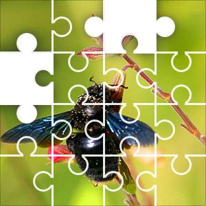 Black Bug Puzzle casse-tête - JigZone.com