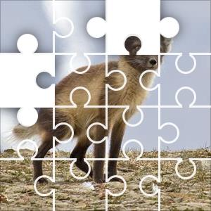 Arctic Fox Puzzle casse-tête - JigZone.com