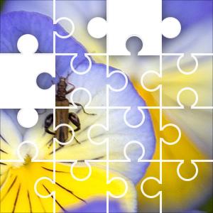 Bug on Pansy Puzzle casse-tête - JigZone.com