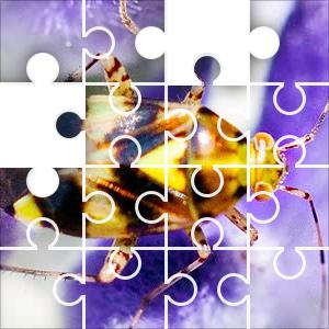 Bug on Purple 20 pièces Oiseaux Puzzle casse-tête - JigZone.com